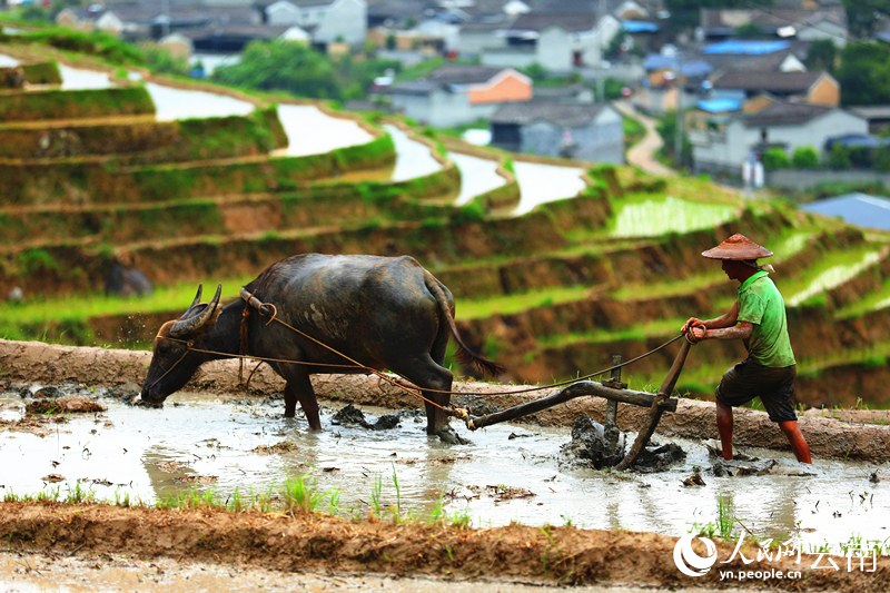 Plowing In Ancient China