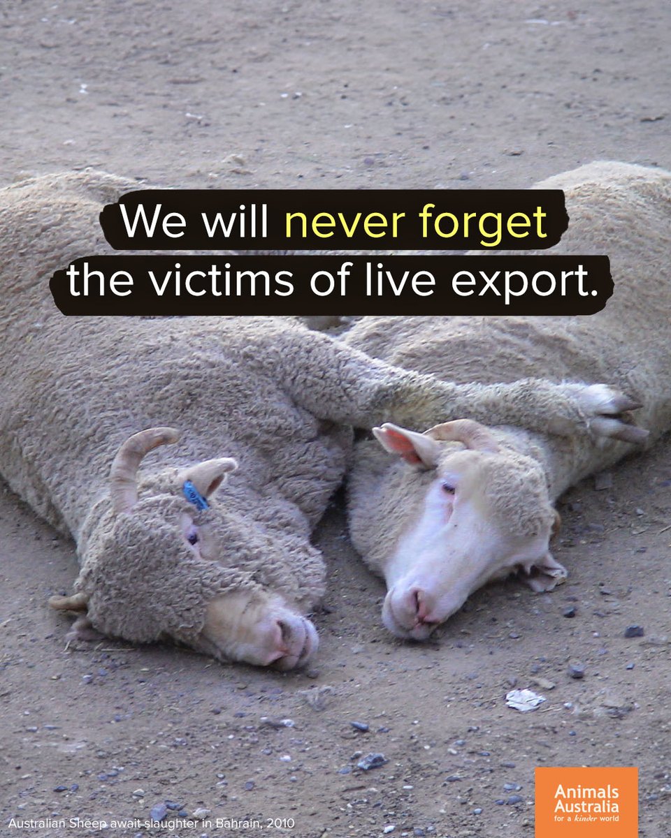FARM Animal Rights Movement on Twitter: "RT @AnimalsAus: And we will ...