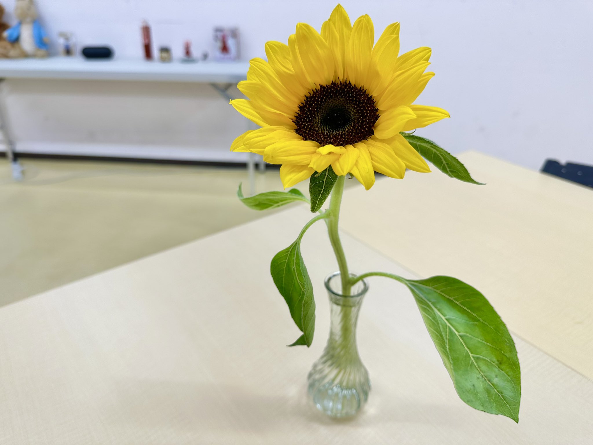 SUNABACO天草🐬WordPressコース募集中！ on Twitter: "今週も元気にオープン！🐬 #SUNABACO天草 ではこれから #今週の花 として、毎週違う花をお届けしていき ...