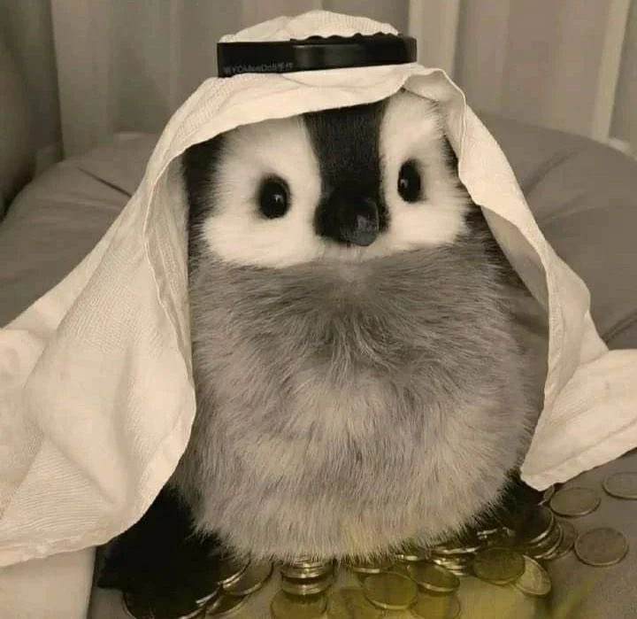 why you should have an animal on Twitter: why you should have an animal on Twitter: