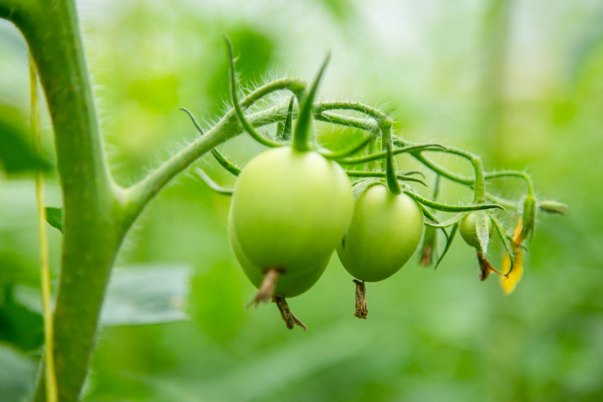 Did you know that growing tomatoes in greenhouses is a game-changer for ...