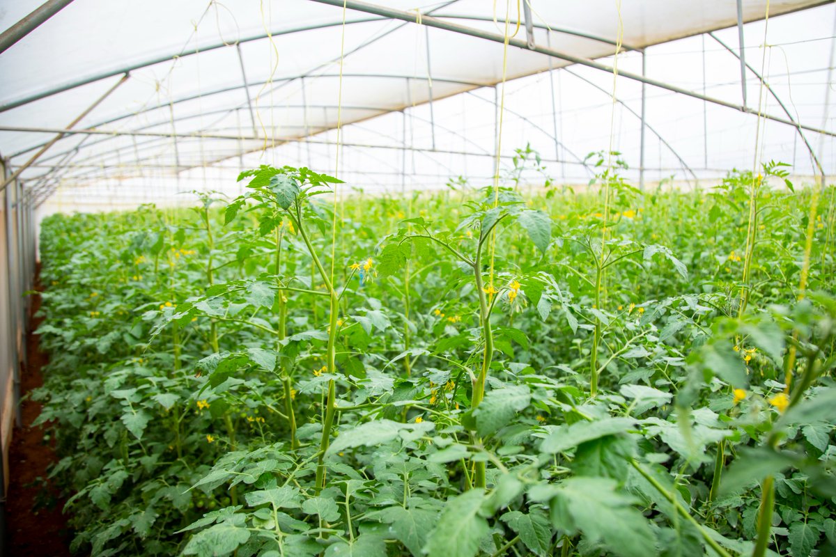 Did you know that growing tomatoes in greenhouses is a game-changer for ...