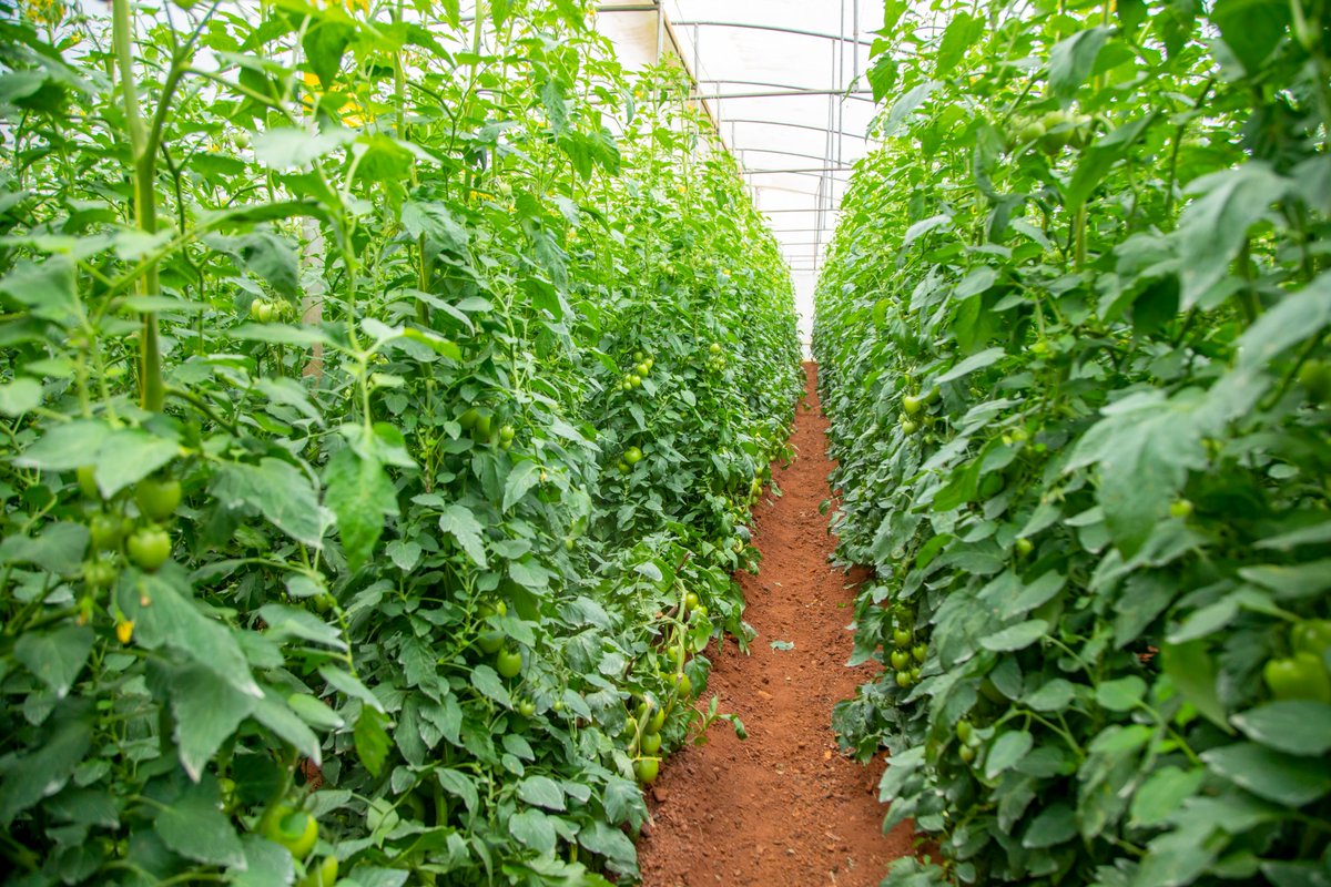 Did you know that growing tomatoes in greenhouses is a game-changer for ...