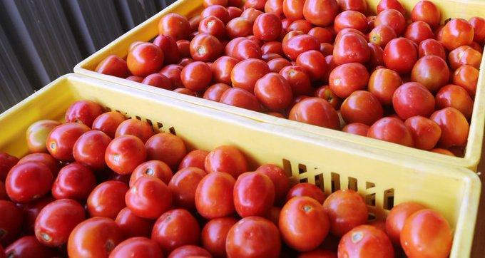 Did you know that growing tomatoes in greenhouses is a game-changer for ...