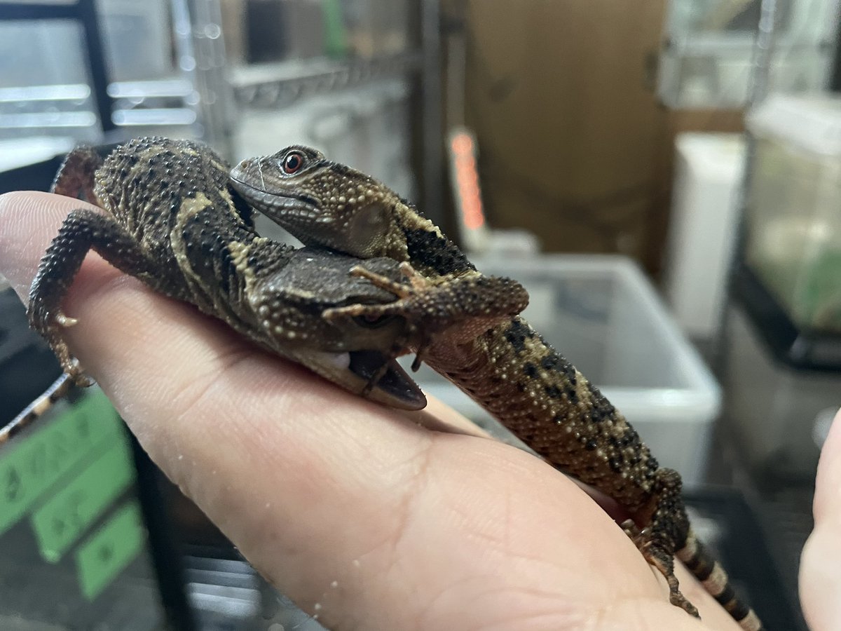 ShowRoom ReptilesShop on Twitter: "新着生体情報 アカメコブトカゲ https://reptiles-store.com/%e3%82%a2%e3%82%ab ...
