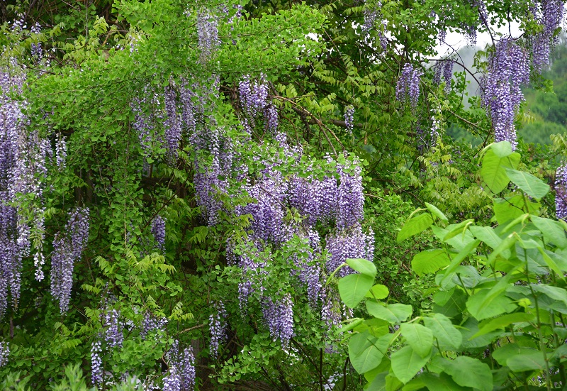 PREZO（プレゾ） on Twitter: "歌志内(うたしない)を通過中に見事な #藤 を発見 生命力を感じる美しい姿に見入ってしまいました😊 木全体が紫色の花で覆われて、きれい #藤の花 ...