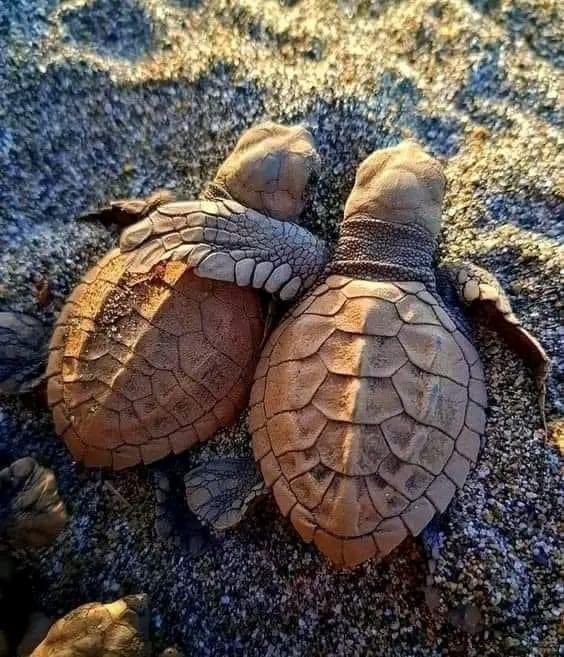 The Heartwarming Tale of a Sea Turtle Hug: A Moment to Remember – New ...