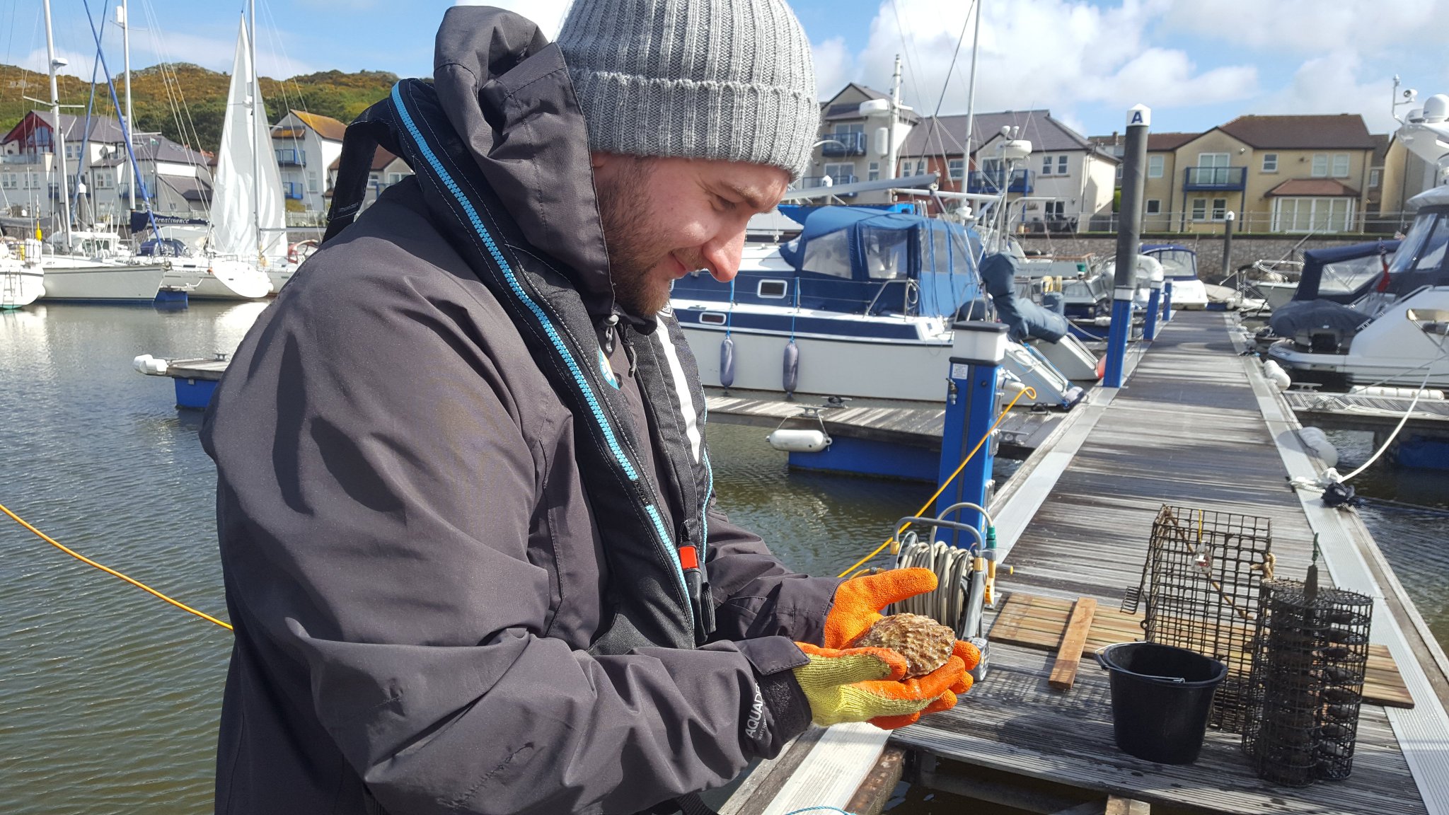 News – Wild Oysters project