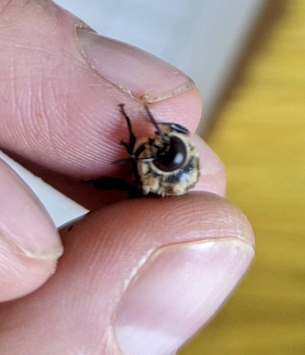 peregrine 🍄 on Twitter: "RT @kgiven: Another extreme honey bee mutation found at the lab. This ...