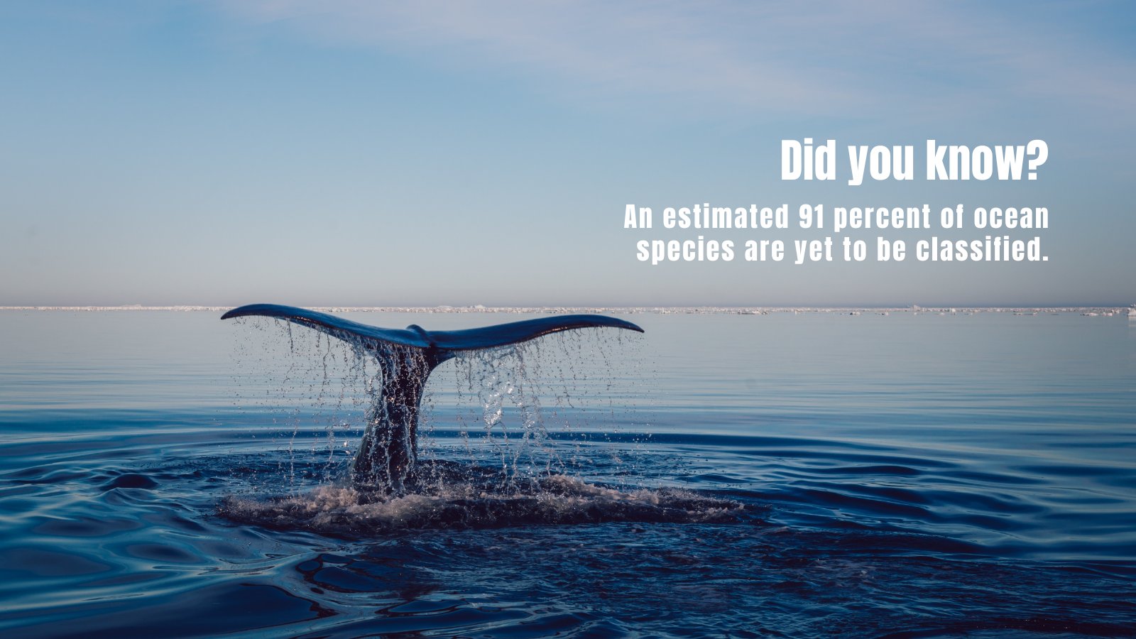 Queensland Science on Twitter: "Happy World Ocean Day! 🌍 Almost 71% of ...