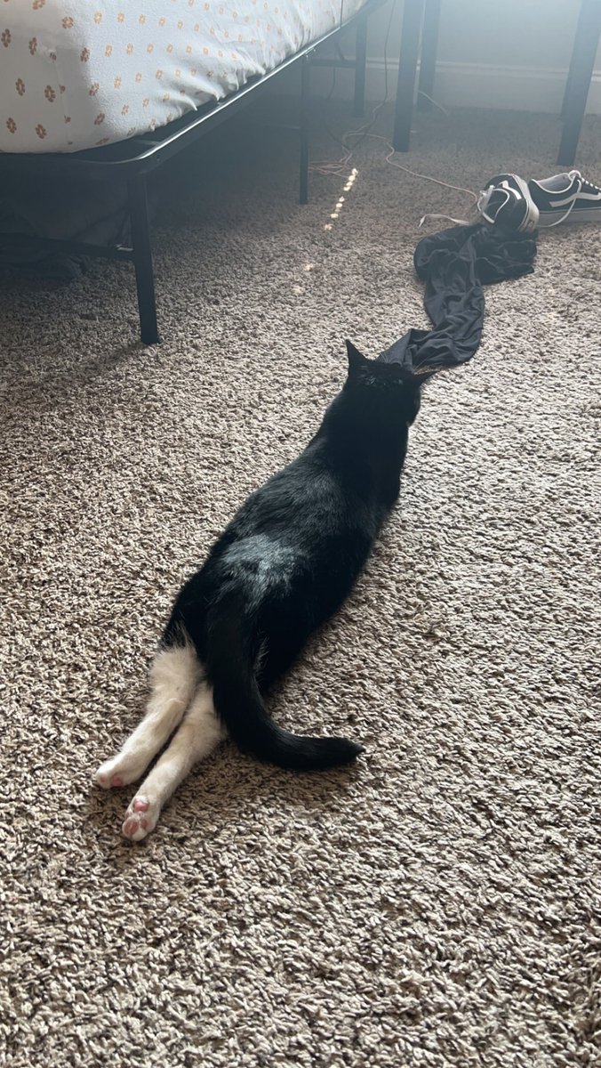 Matt On Twitter Holy Fuck I Love This Cat