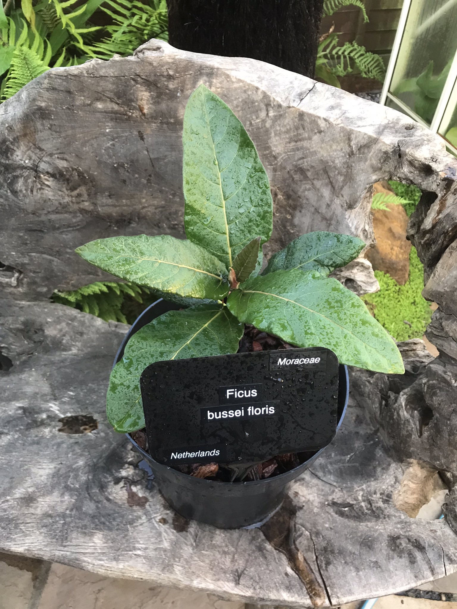 Mike Clifford on Twitter: "Looking lush in the greenhouse this evening is a plant grown ficus ...