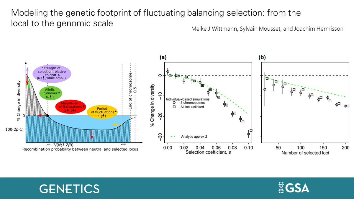 Balancing Selection Graph