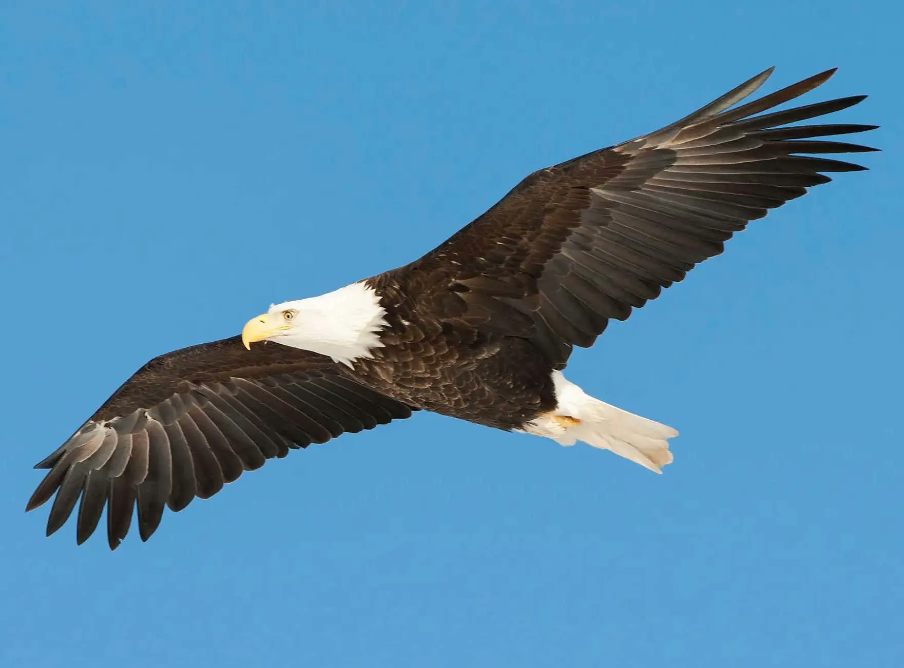 Majestic Bald Eagle Swooping Down