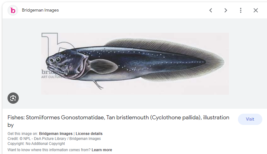 Gonostomatidae