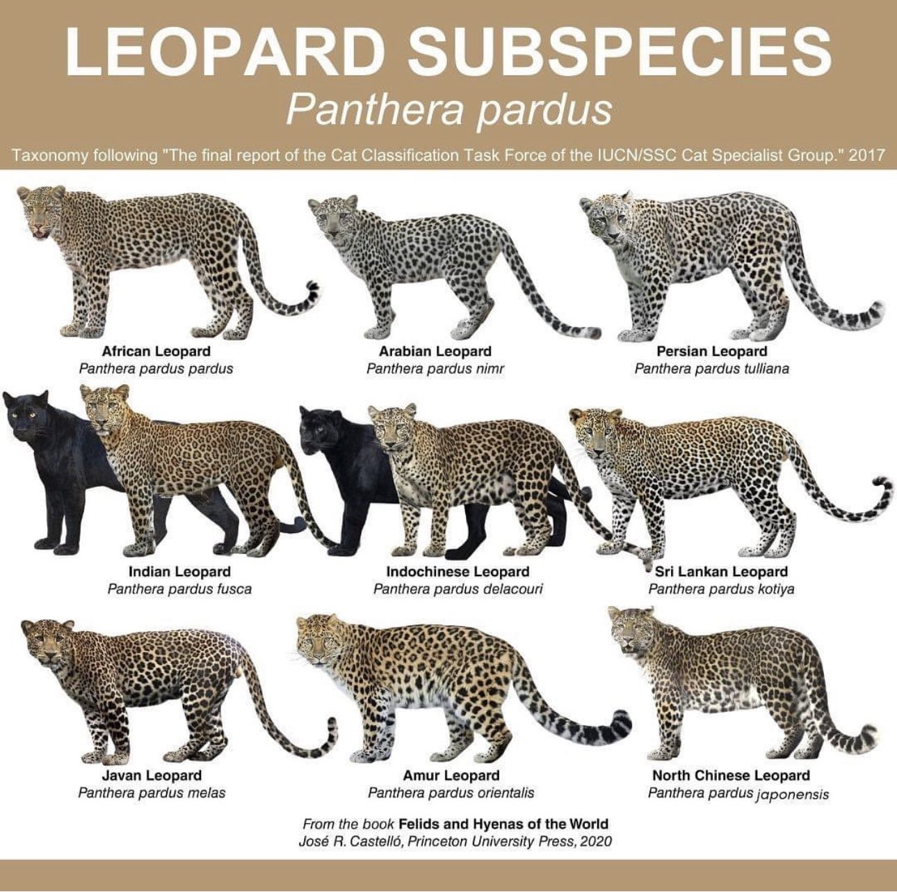 Types Of Leopards