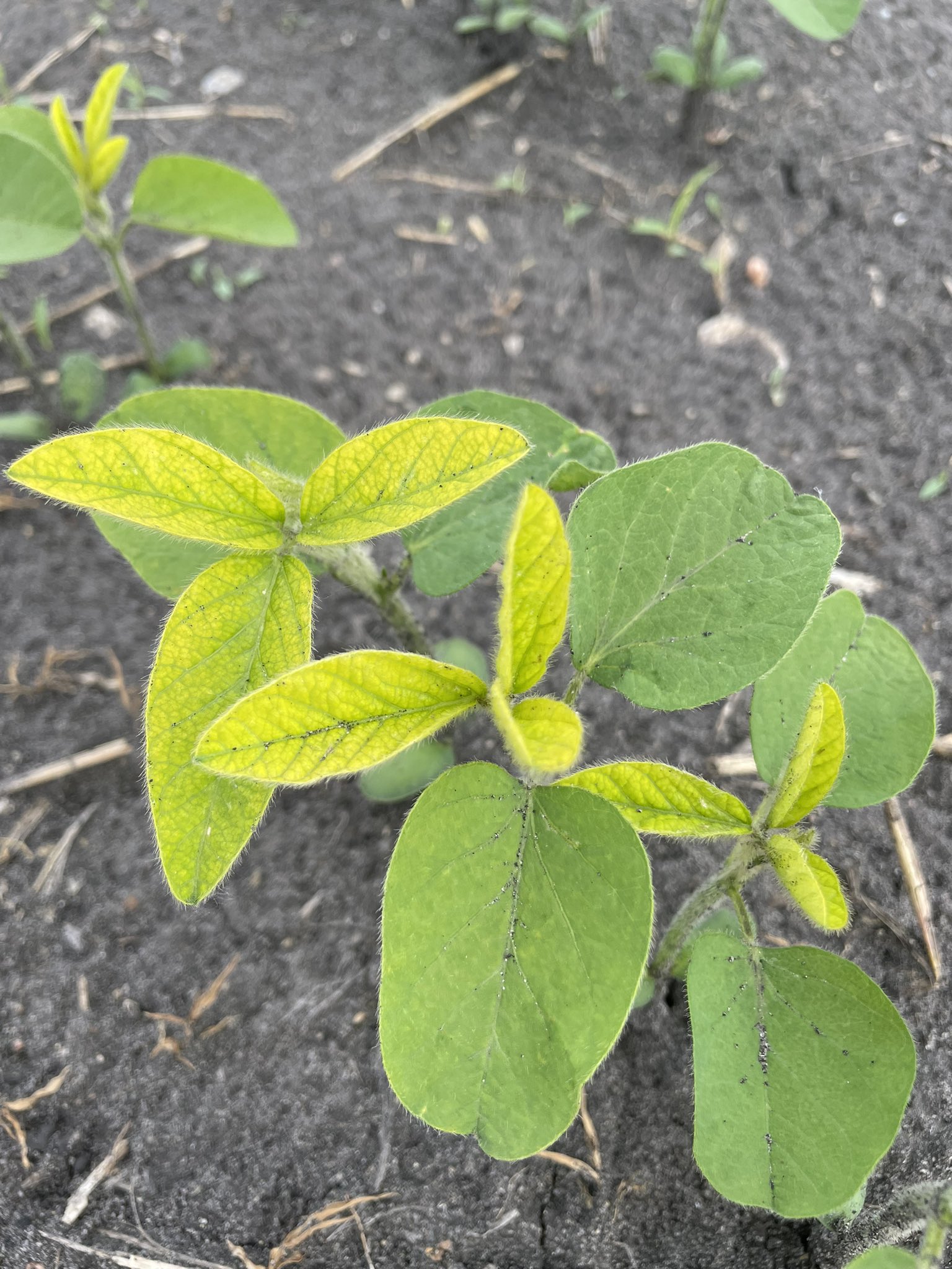 Symptoms Iron Deficiency In Soybeans