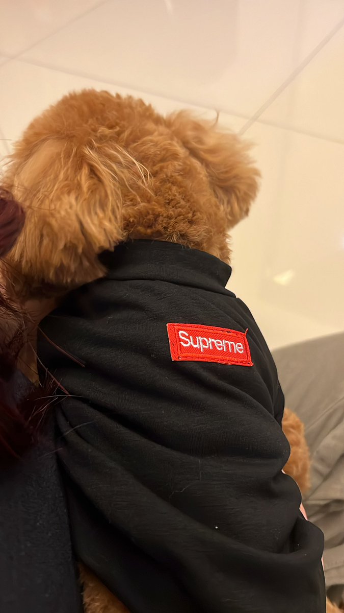 ac on Twitter: "eevee in her hypebeast era"