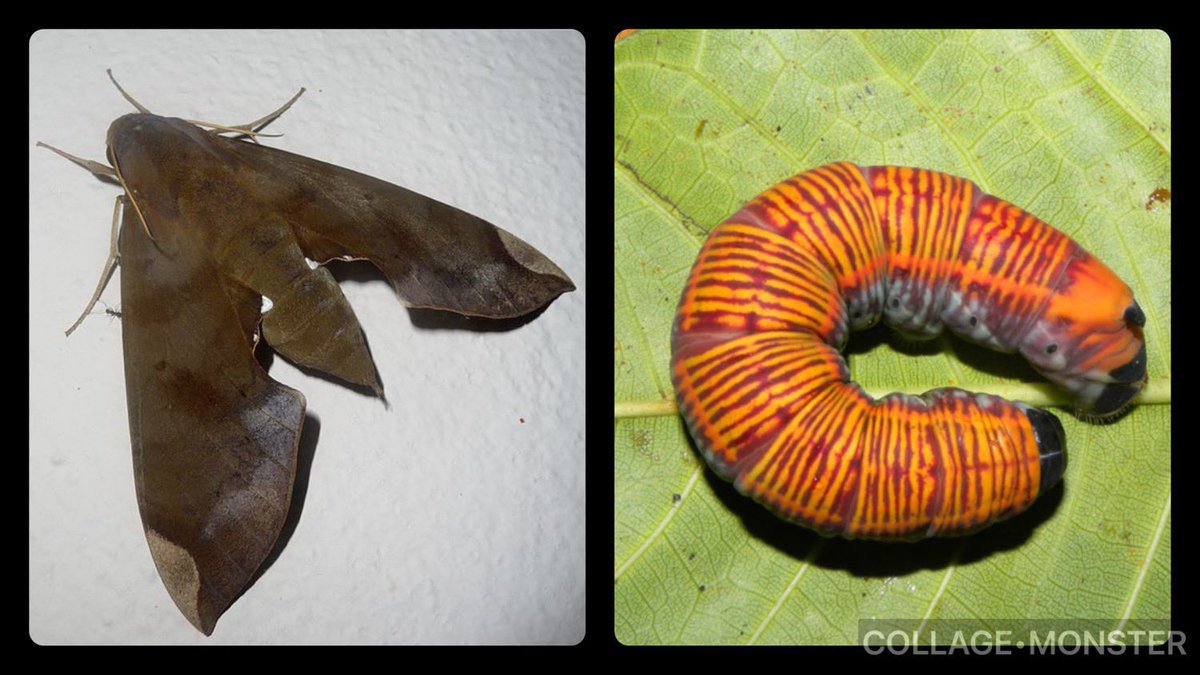 Bichodatos on Twitter: "Hola bichodatera, es la oruga de Pachylia ficus, una polilla esfinge ...