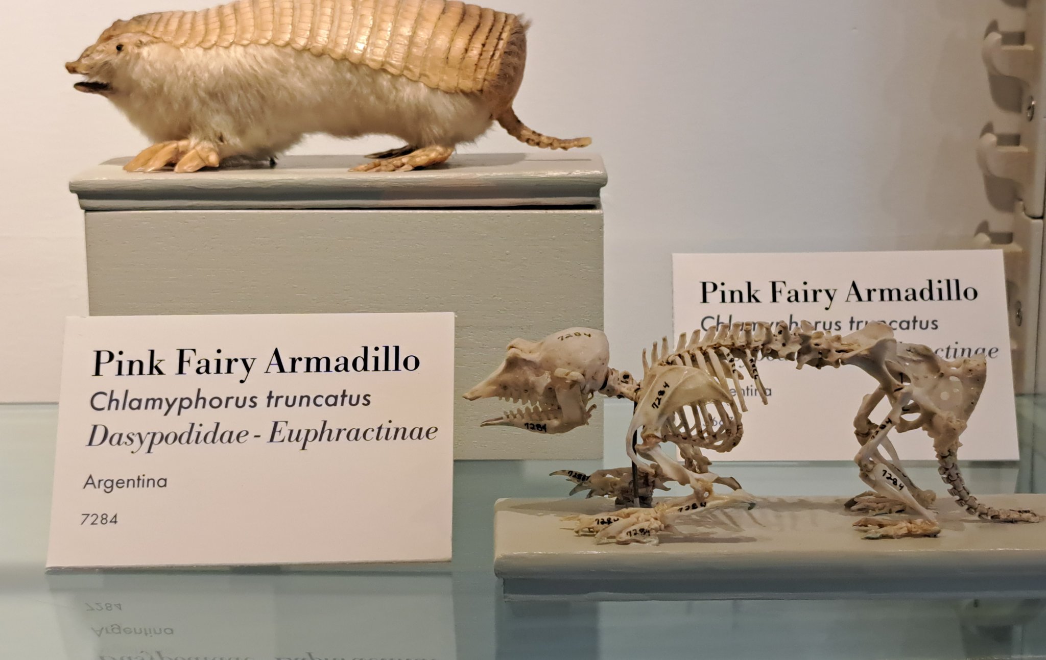 Armadillo Skeleton