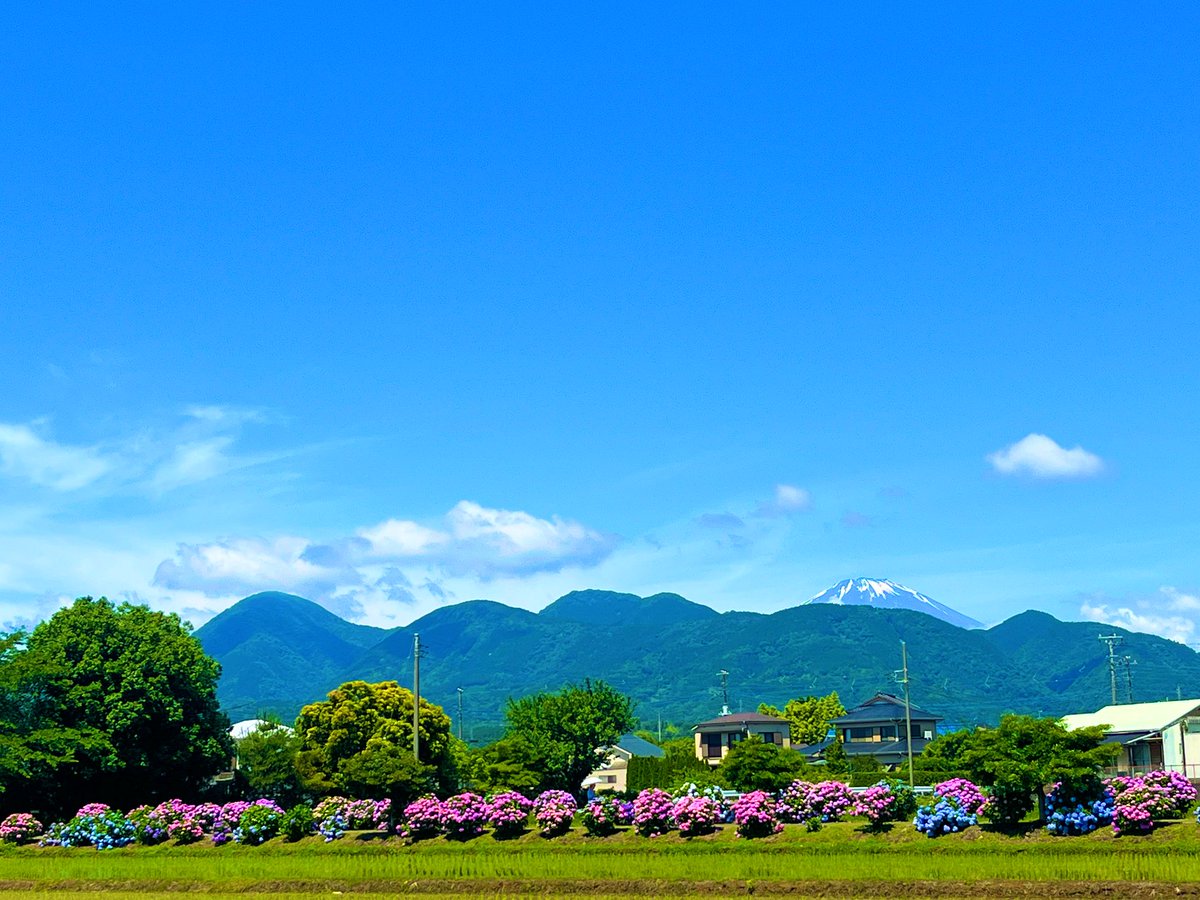 🐰mintblue🐰スマホ写真部 on Twitter: "東京ドーム3.7個分の 敷地に色々な種類の 5000株の紫陽花が 咲いています🥰 用排水路からは 🐸の鳴き声も聞こえます 田んぼの ...