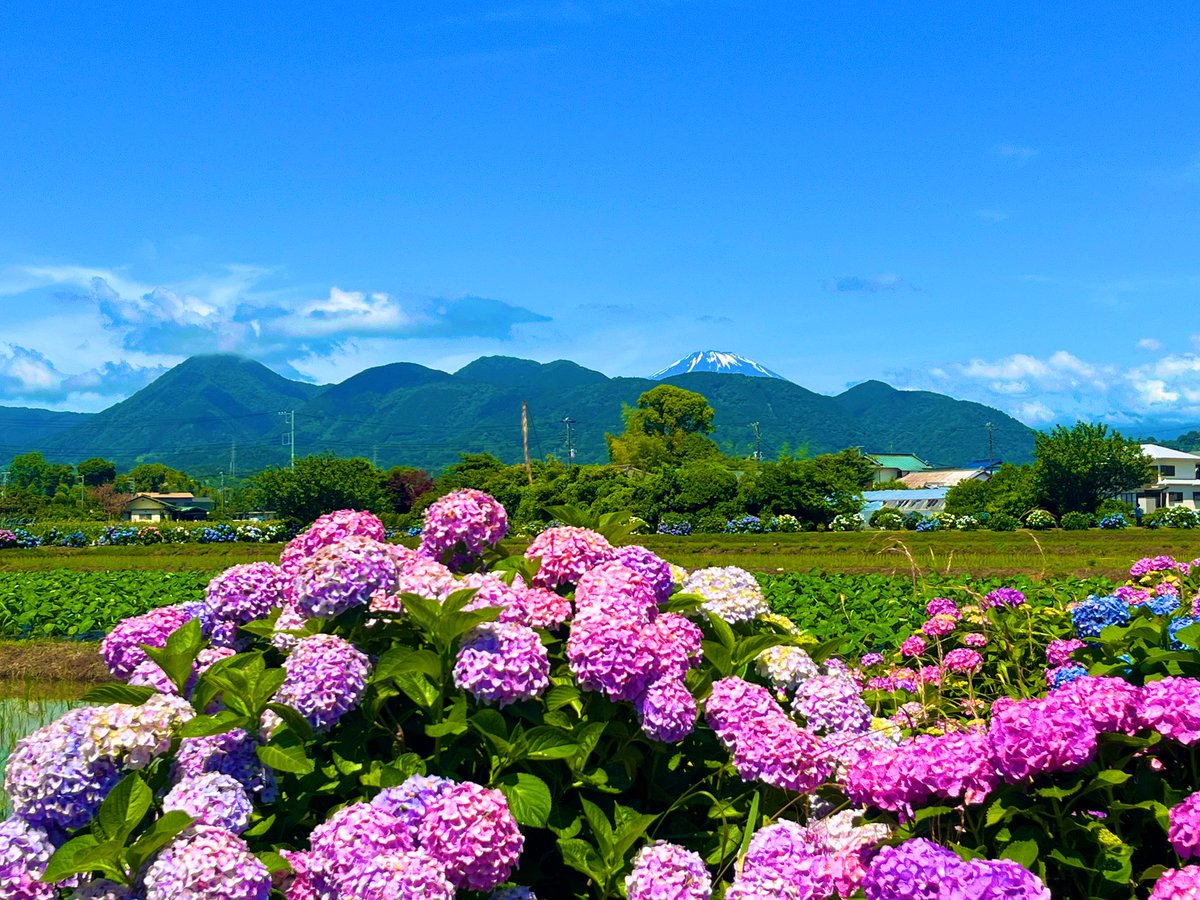 🐰mintblue🐰スマホ写真部 on Twitter: "東京ドーム3.7個分の 敷地に色々な種類の 5000株の紫陽花が 咲いています🥰 用排水路からは 🐸の鳴き声も聞こえます 田んぼの ...