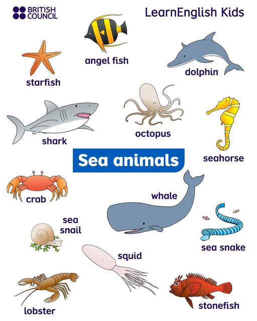 Ocean Animals Pictures With Names