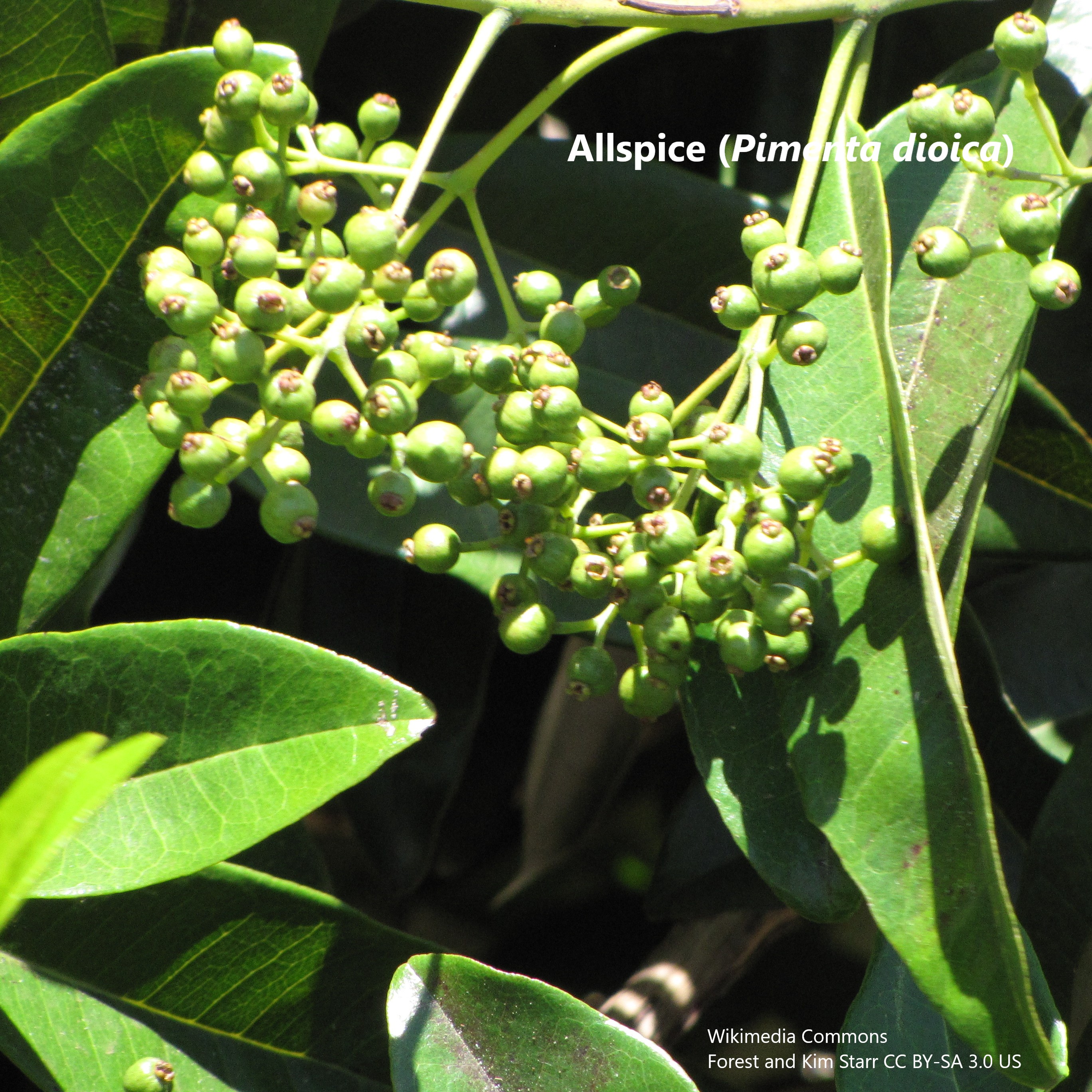 Pimenta Dioica Berries