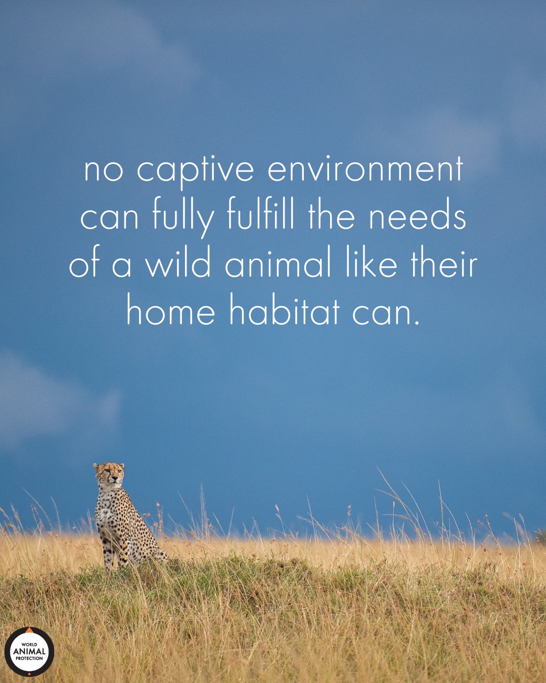 Save Wild Animals Quotes 60 Save Animals Quotes To Inspire You To