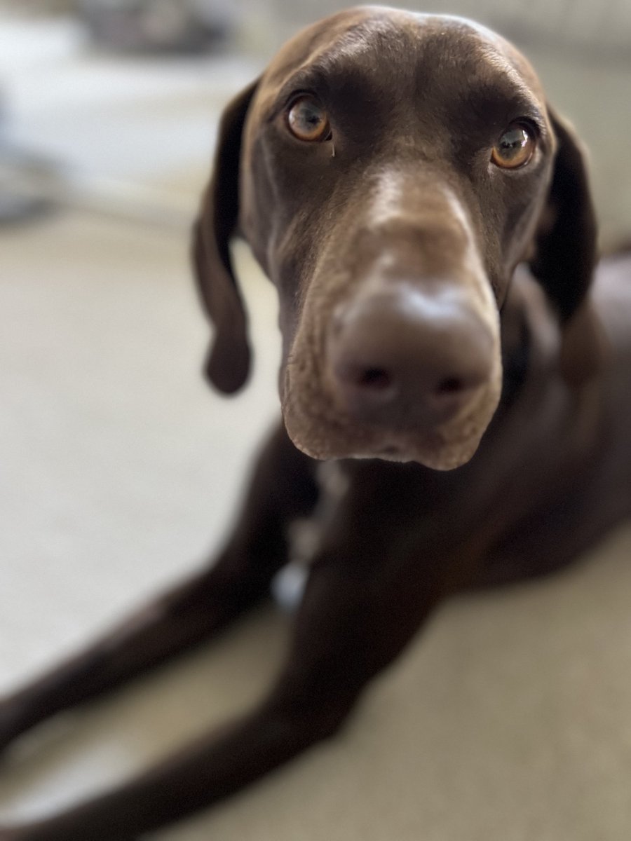 Oliver ReAnimated on Twitter: "💥💥💥Please help find this pup UK friends💥💥💥"