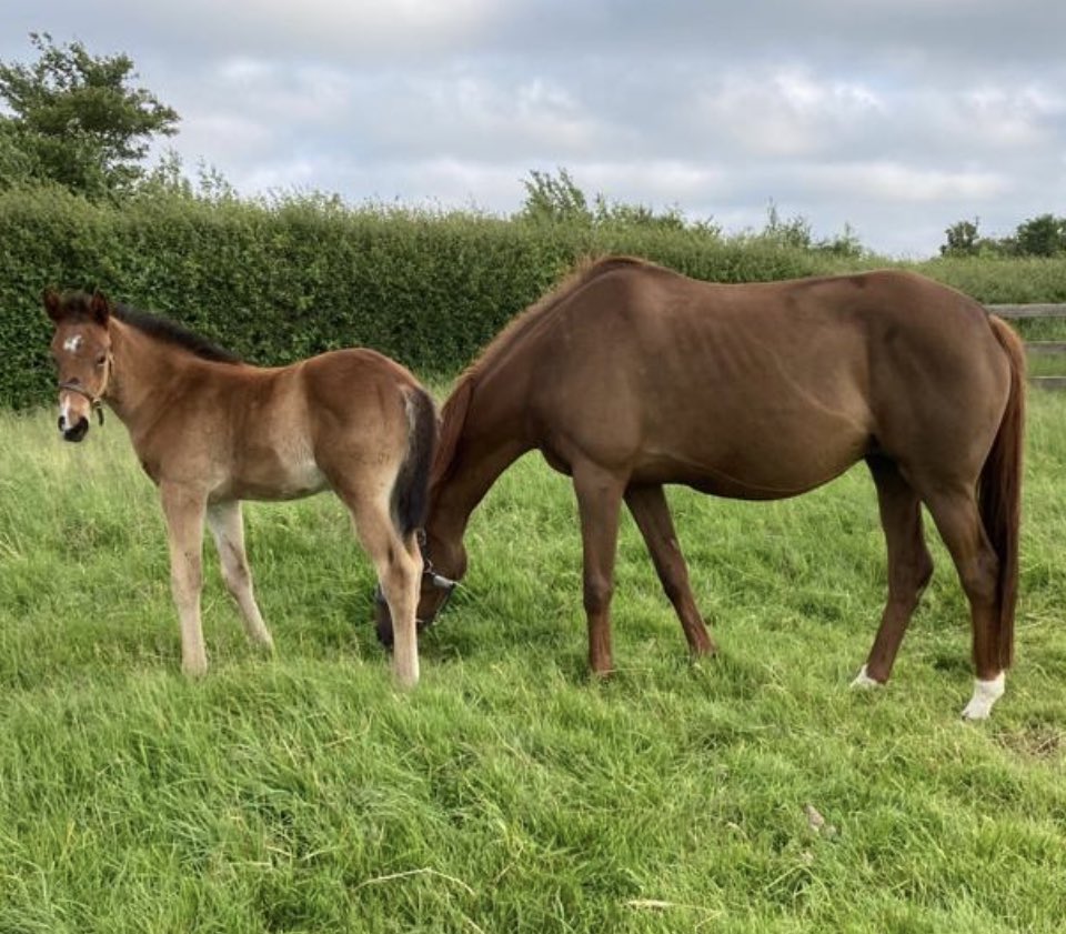 Nick Brown on Twitter: "What a beauty!! A cracking colt her 6th bay colt from 6 foals! By Golden ...