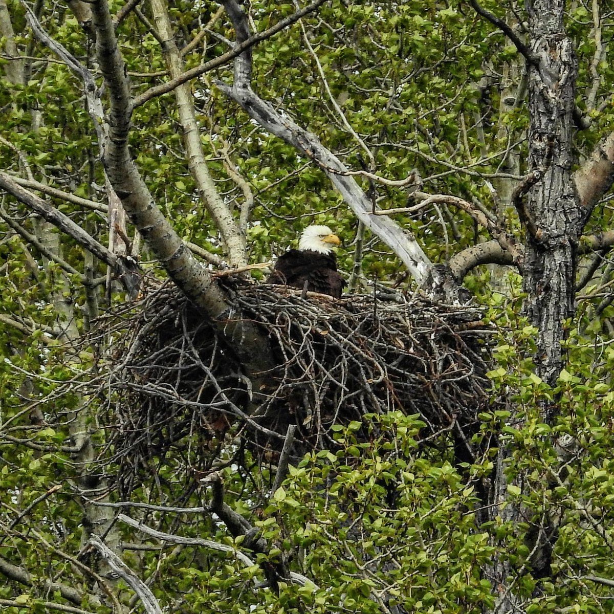 northierthanthou.com on Twitter: "Potter Marsh has a new eagle's nest #bird #anchorage #alaska # ...