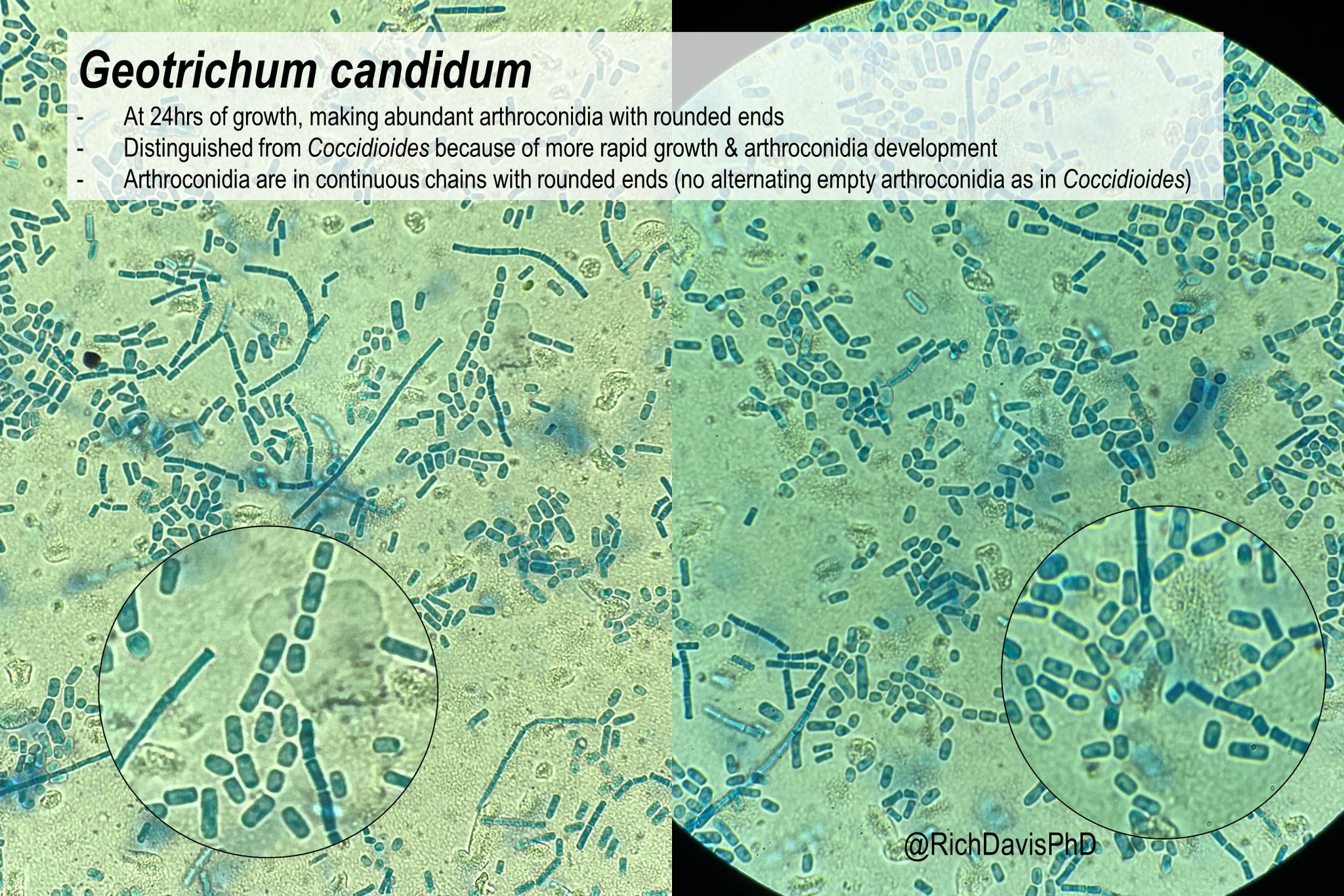 Arthroconidia