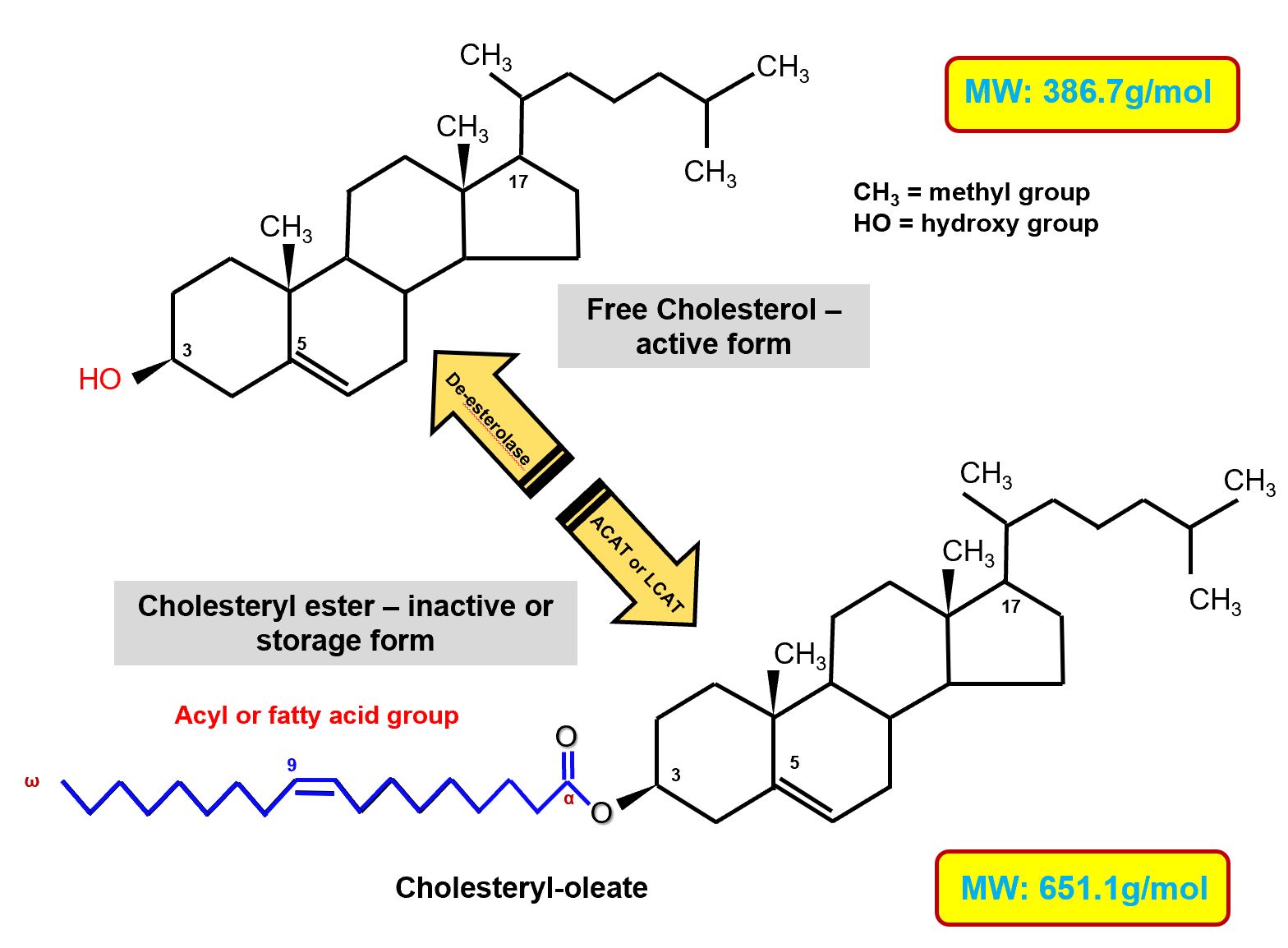 Cholesterol Lewis Dot Structure