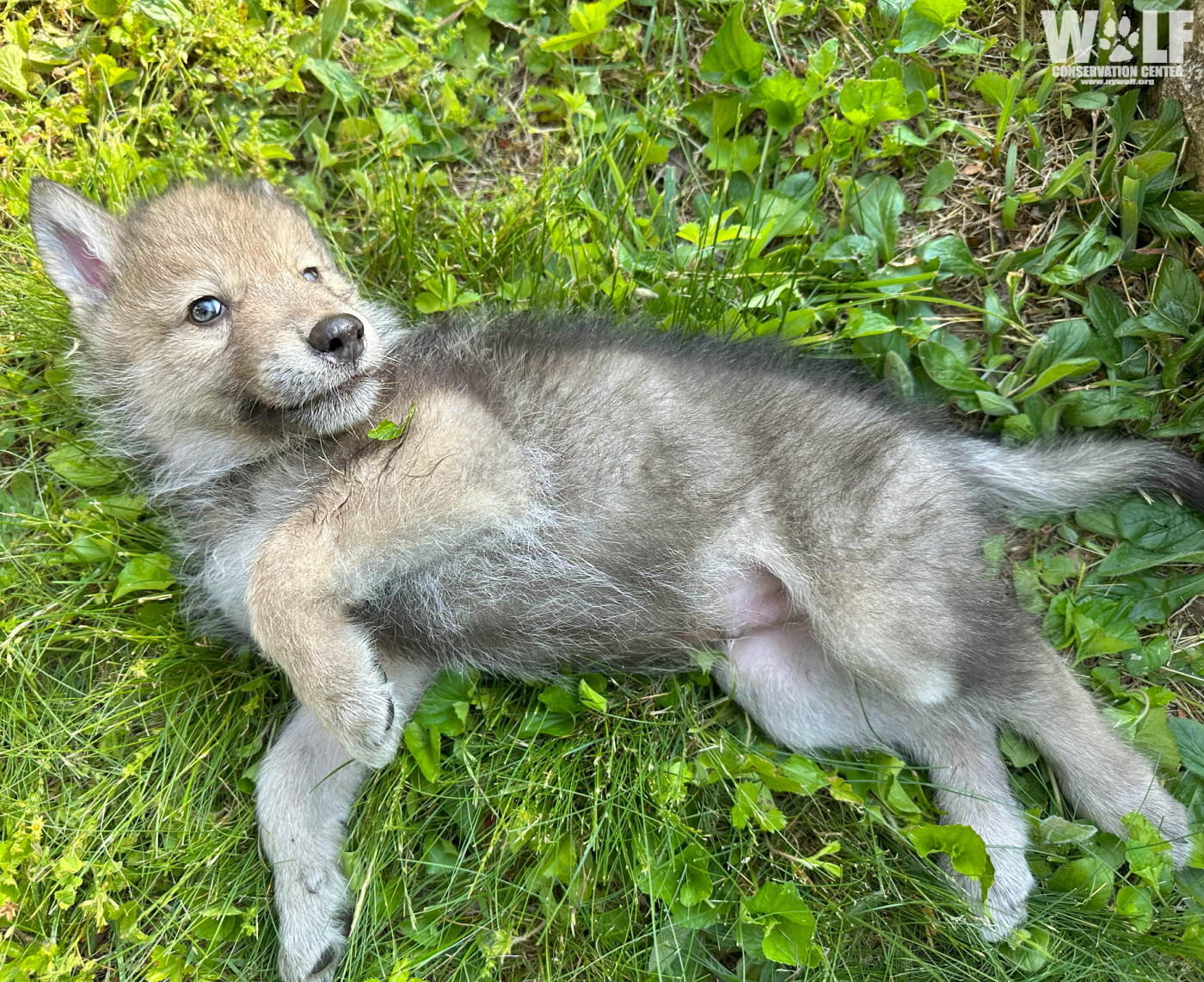 Cute Grey Wolf Pup