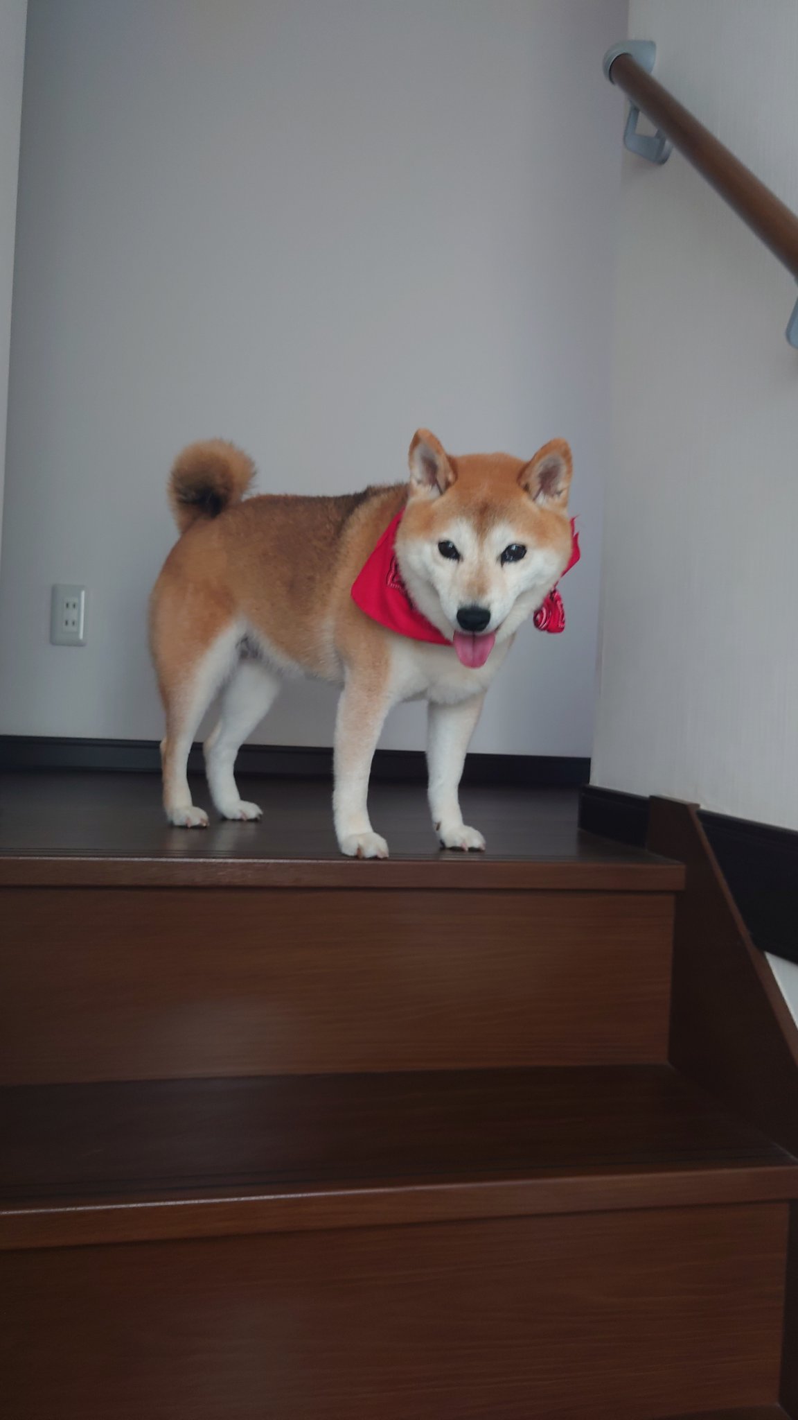 篠🐣C102/8/12(土)東【ア-11a】 on Twitter: "惰眠をむさぼってたら部屋まで起こしにきたわんこです。散歩から戻った後らしい。 https://t.co ...