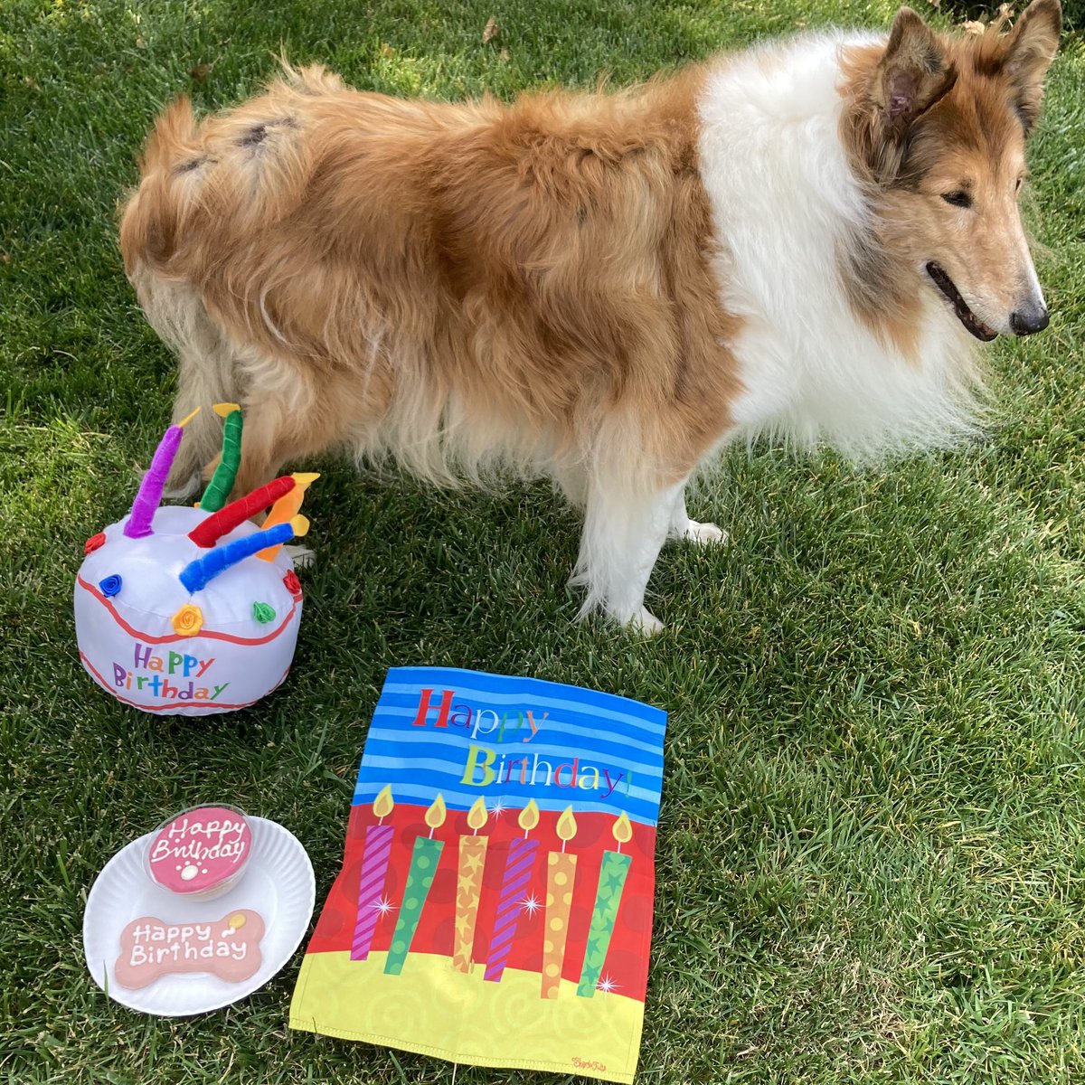 collie-crusader-on-twitter-celebrating-a-big-birthday-according