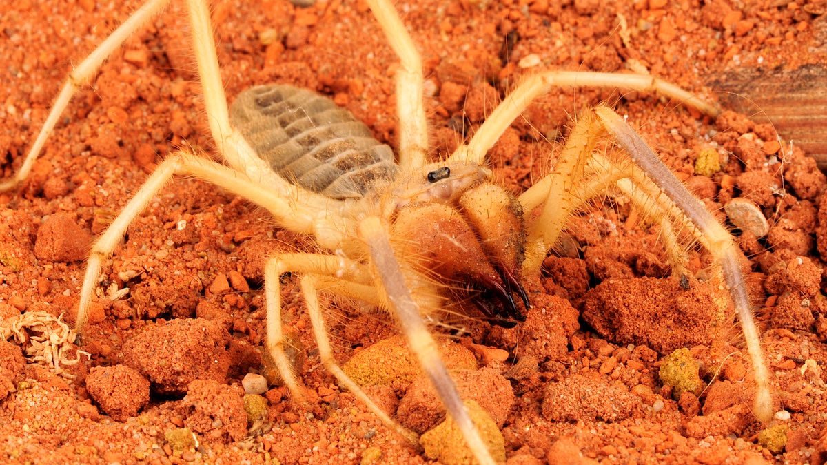 Desert Vinegaroon Spider