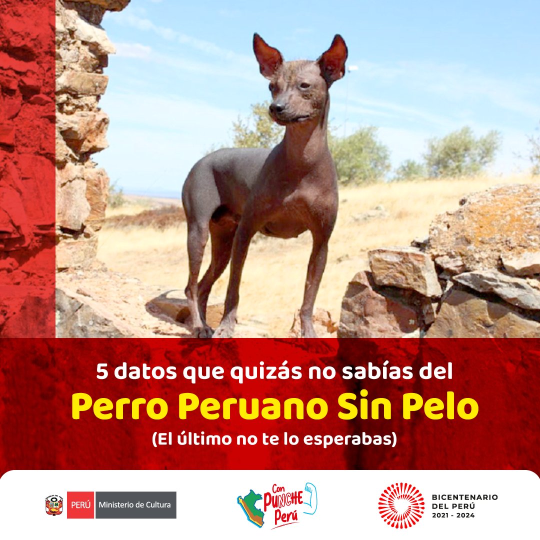 Perro Peruano