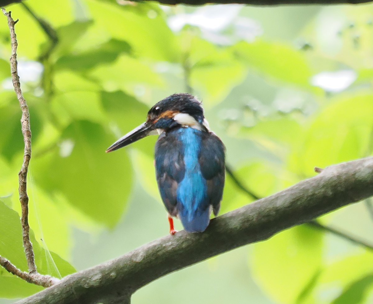 座間谷戸山公園日々 On Twitter 湿性生態園に カワセミ が来ていました。 水鳥の池でもカワセミを確認する事ができました。 野鳥 座間谷戸山公園