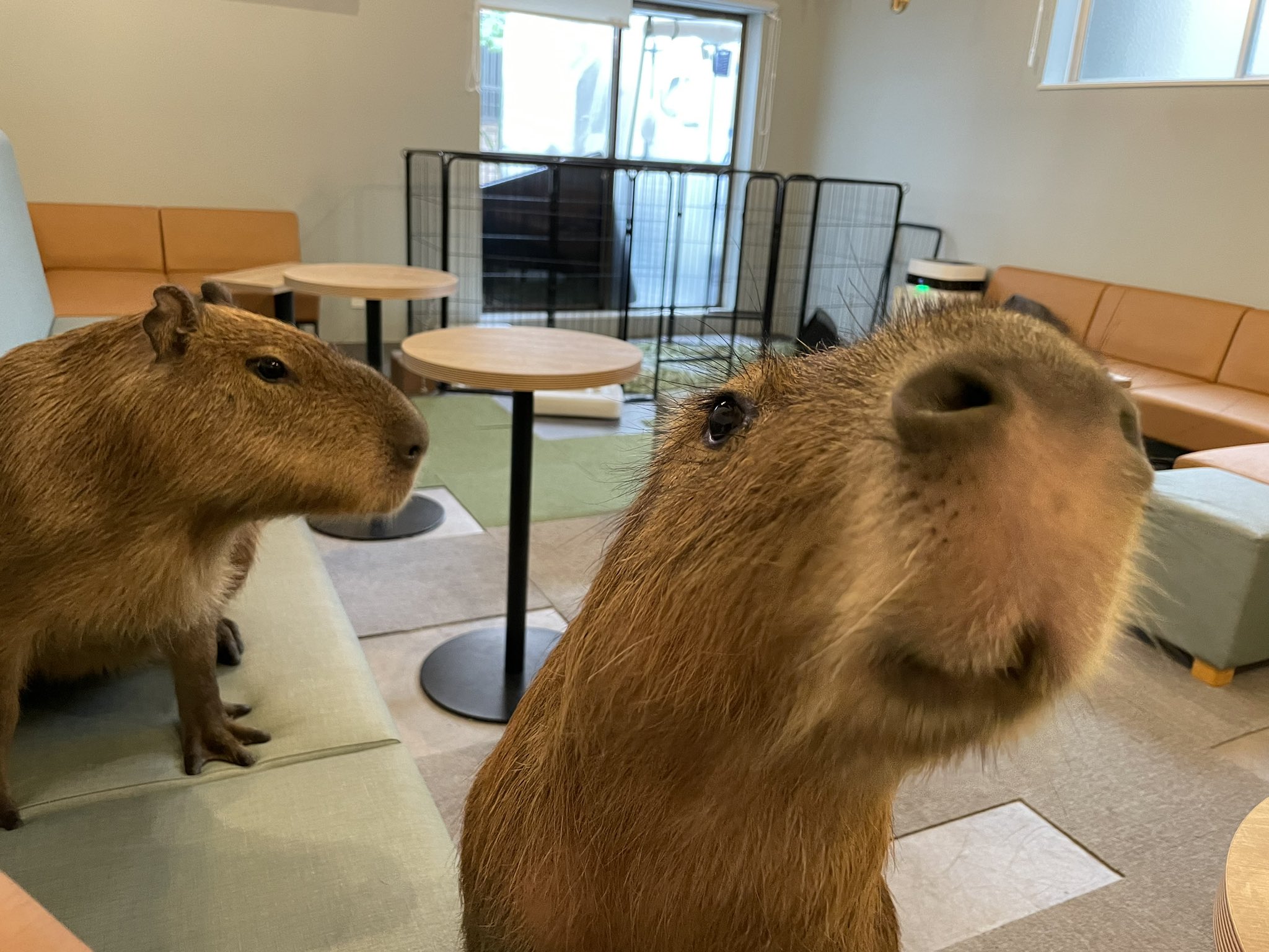 cafe capyba（カピバラカフェ） on Twitter: "明日日曜日10:00オープンです!よろしくお願いいたします! Tomorrow, Sunday, our capybara ...