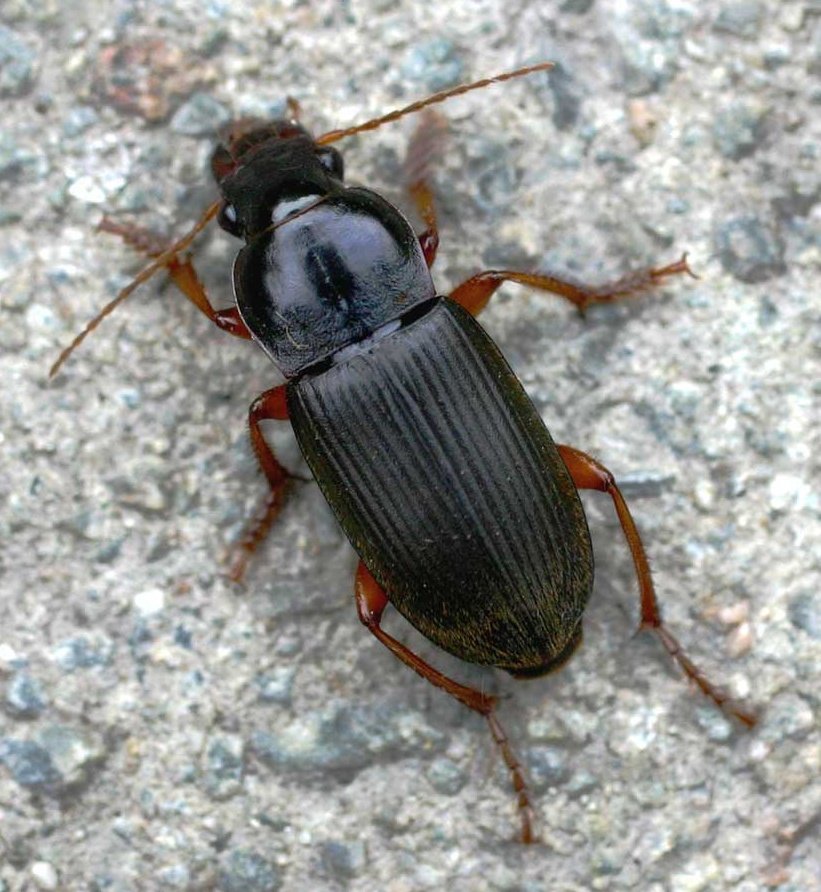 ガネオ･トカゲ(@Ganeosaurus) - Twilog