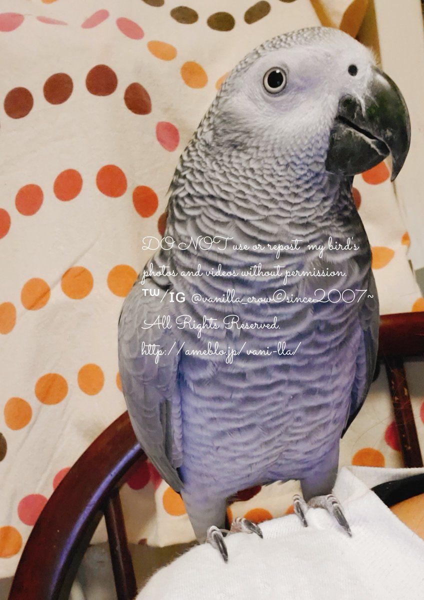 𖥧𖧧𖥣𖥧𖤣𓅂𓅫 vanilla 𓅩𖤣𖥧𖥣𖧧𖥧(@vanilla_crow) - Twilog