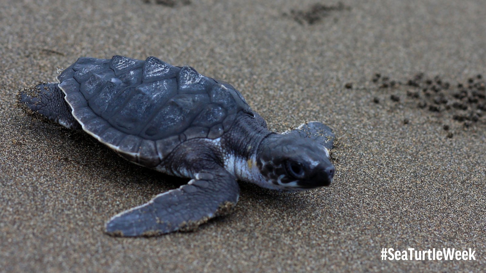 Smallest Sea Turtle In The World