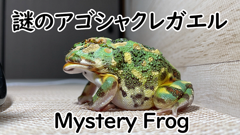 カエルとあそぼ Play With Frogs On Twitter Youtube更新しました🐸 謎のアゴシャクレガエル Mystery Frog 