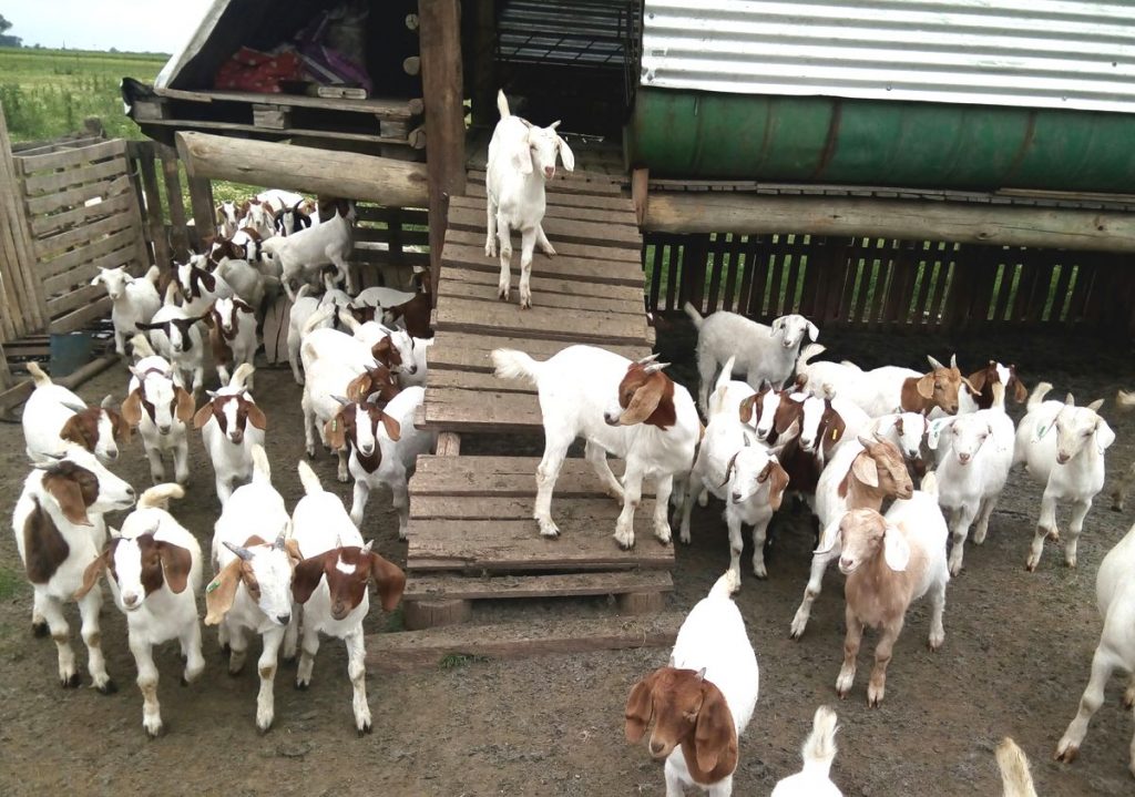 Iris Speroni 🇦🇷⭐️⭐️⭐️🇦🇷's Threads – Thread Reader App