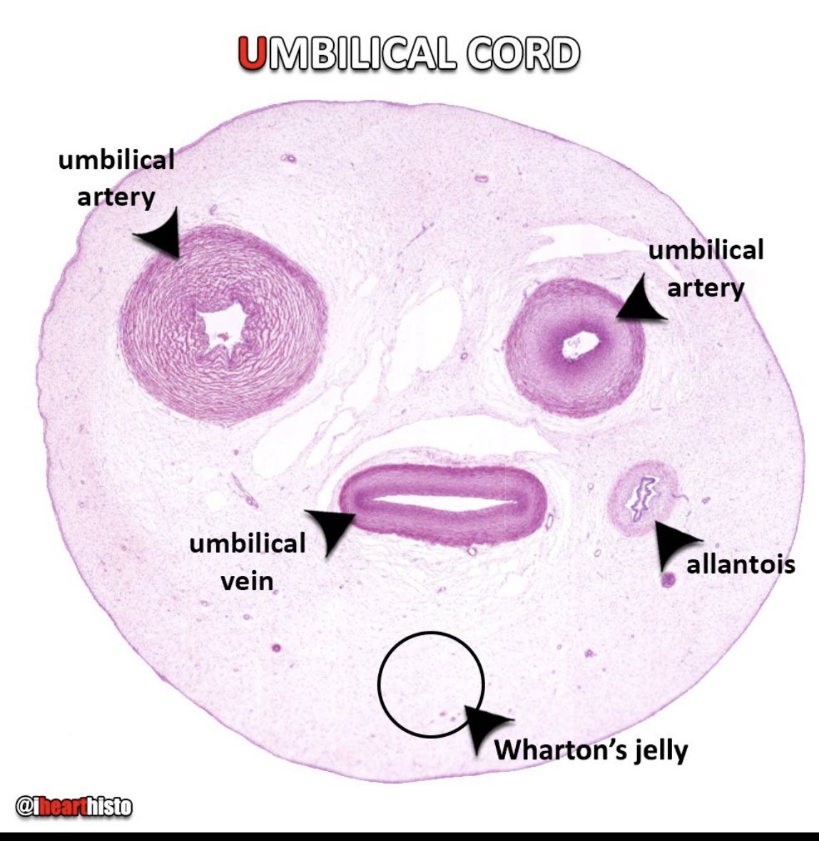 Umbilical Cord Cross Section