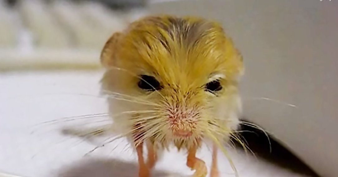 Baby Jerboa