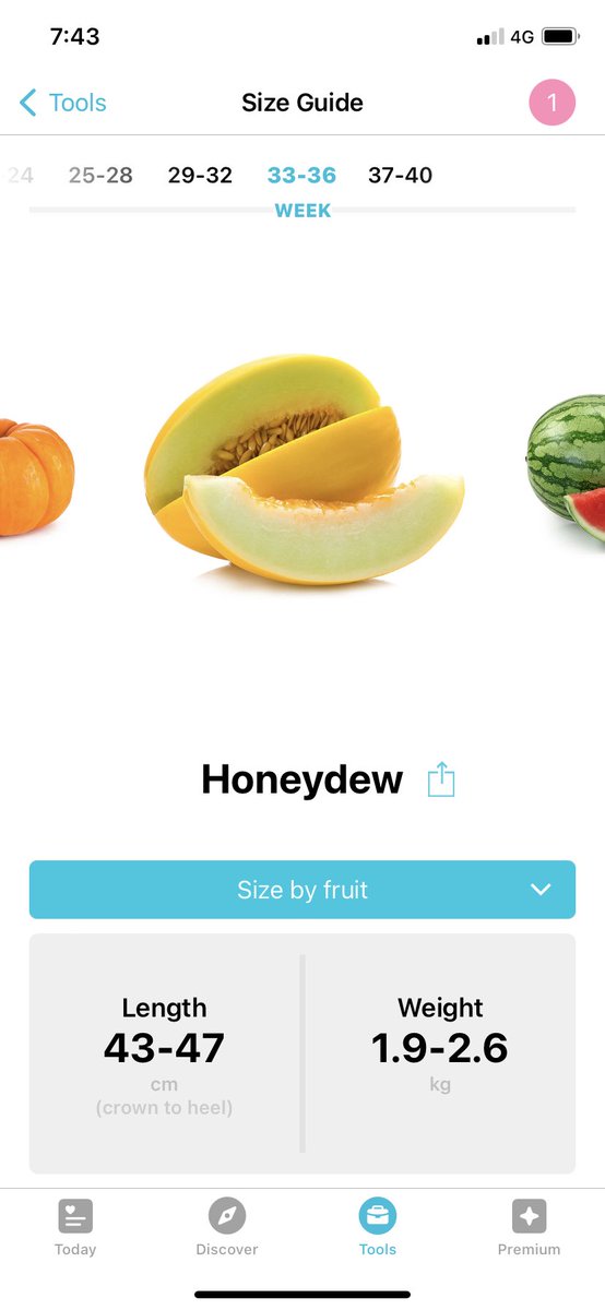 25 Weeks Pregnant Fruit