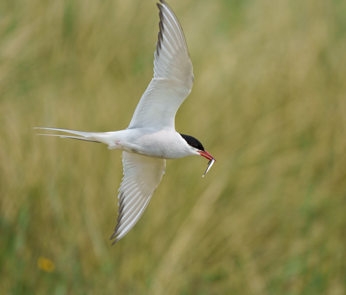 Santosh on Twitter: "RT @piedfly99: American Black Tern, Arctic Tern and Common Tern from warden ...